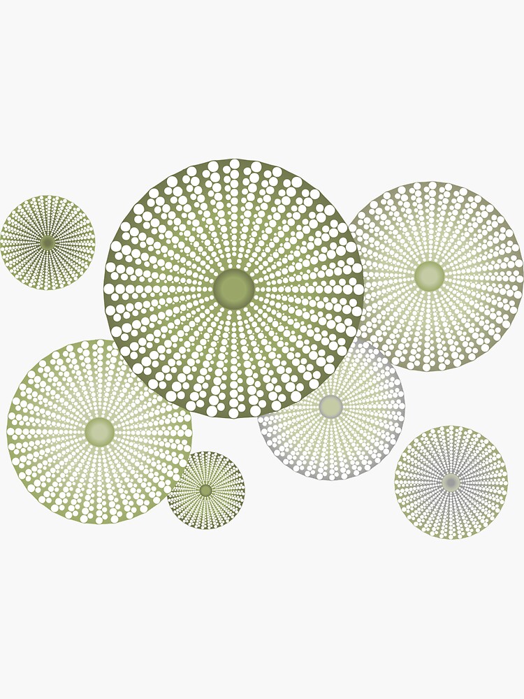 "Sea Urchin | Kina | Abstract | Patterns in Nature | Sea Shells ...
