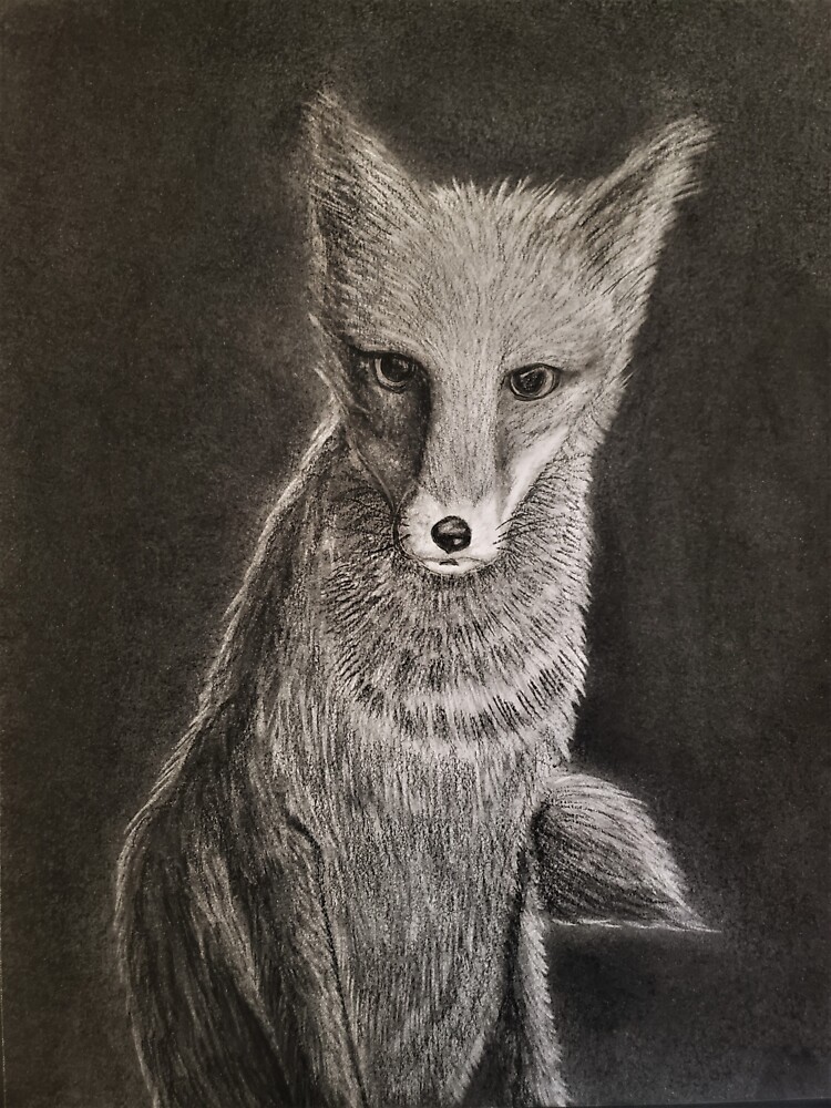 "Sly Fox Charcoal Illustration" Sticker for Sale by mwalexander | Redbubble
