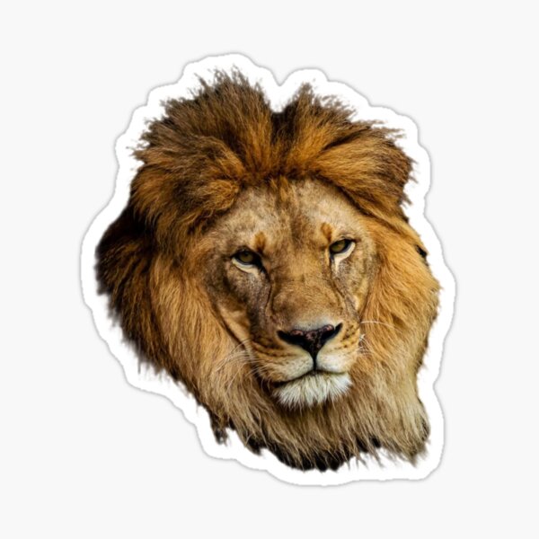 "lion's face" Sticker for Sale by senouz | Redbubble