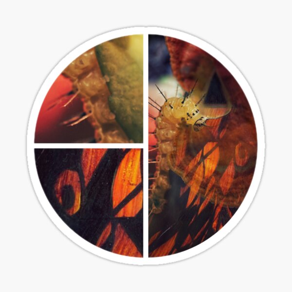 "Spiky caterpillar and drawn flames" Sticker for Sale by OZKURO | Redbubble