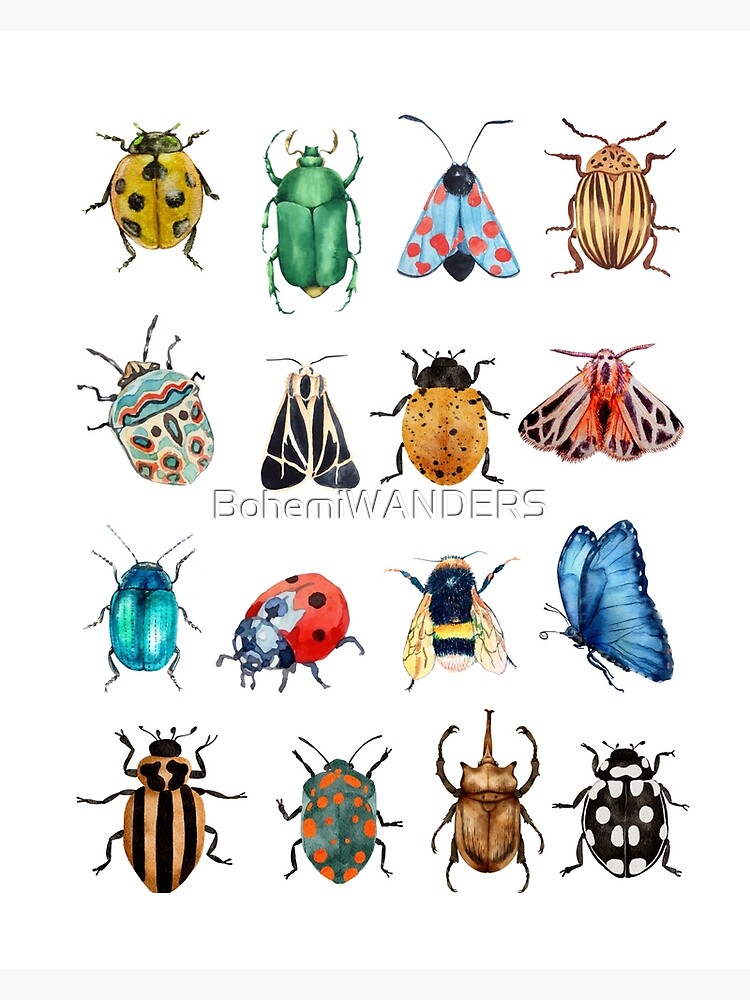 Póster «Hermosos insectos y bichos eclécticos vintage» de BohemiWANDERS ...