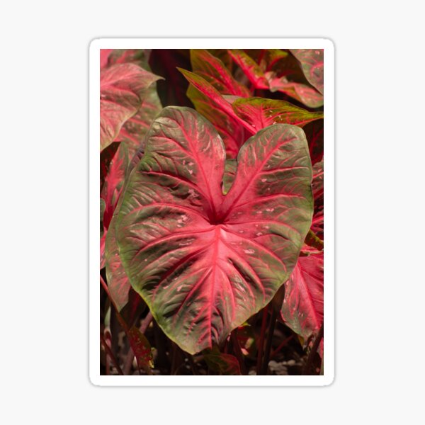 "Red Flash Caladiums" Sticker for Sale by ZinaStromberg | Redbubble