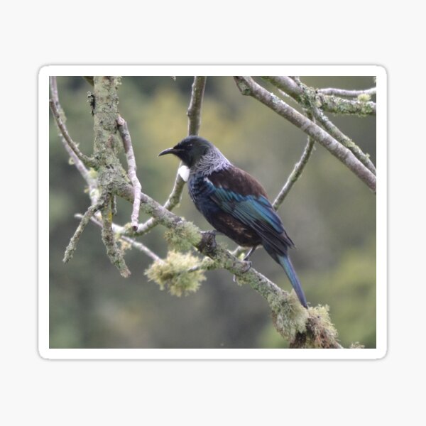 "Tui in the garden" Sticker for Sale by lizdomett | Redbubble