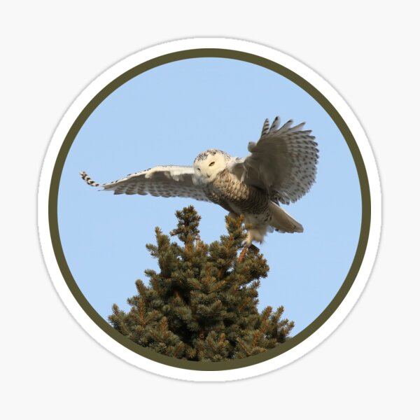 "Incoming" Sticker for Sale by locustgirl | Redbubble