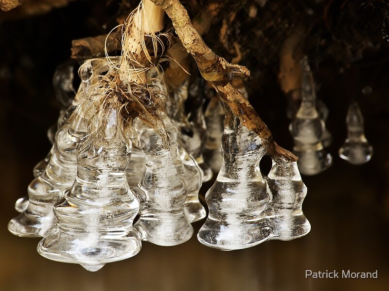 "Icy bells" by Patrick Morand | Redbubble