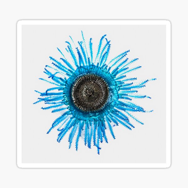 "Blue Button Jelly Fish - Porpita porpita" Sticker by Normf | Redbubble