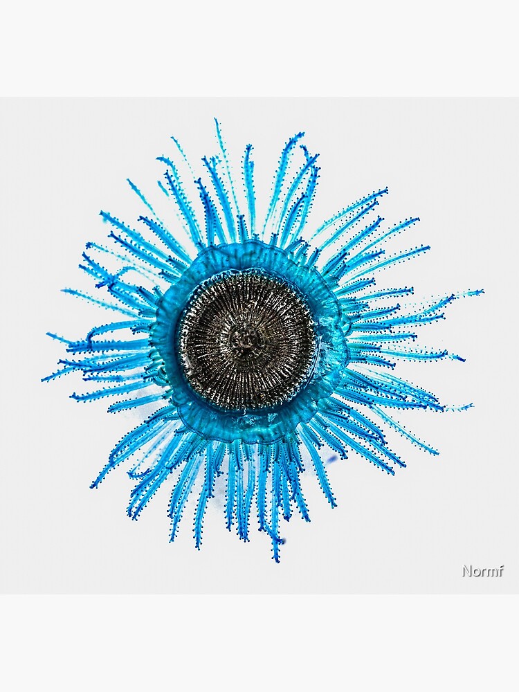 "Blue Button Jelly Fish - Porpita porpita" Poster by Normf | Redbubble