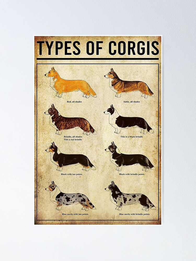 "Corgi Types Of Corgis dogs lover" Poster for Sale by SEANPARKERAU ...