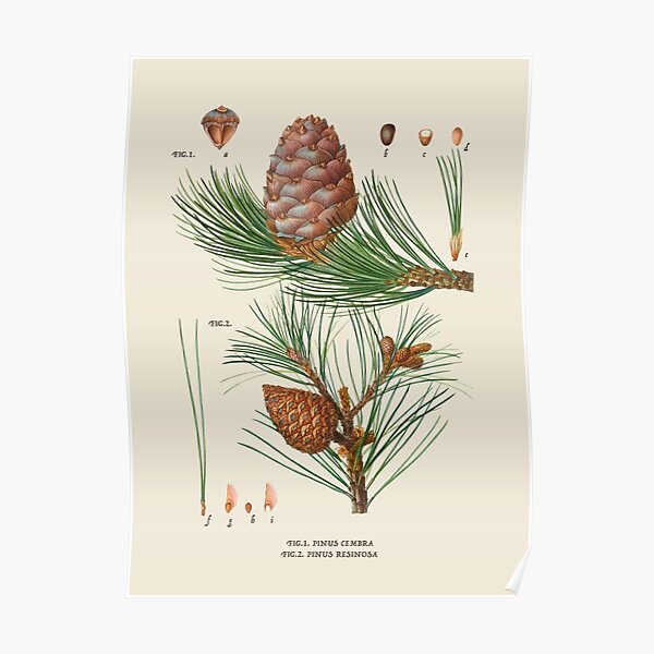 "Pine Tree Antique Botanical Illustration" Poster for Sale by ...