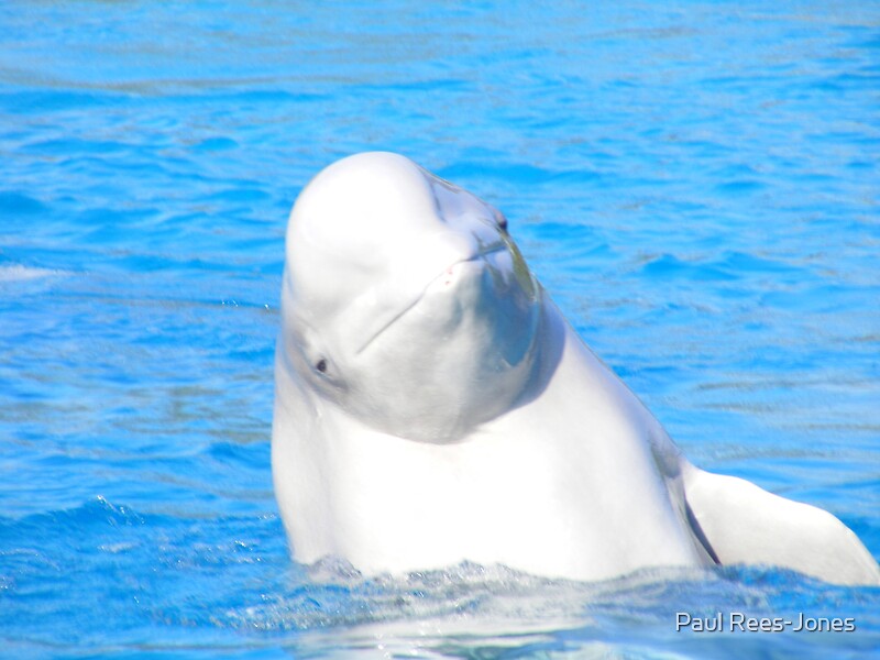 "Beluga Smile." by Paul Rees-Jones | Redbubble