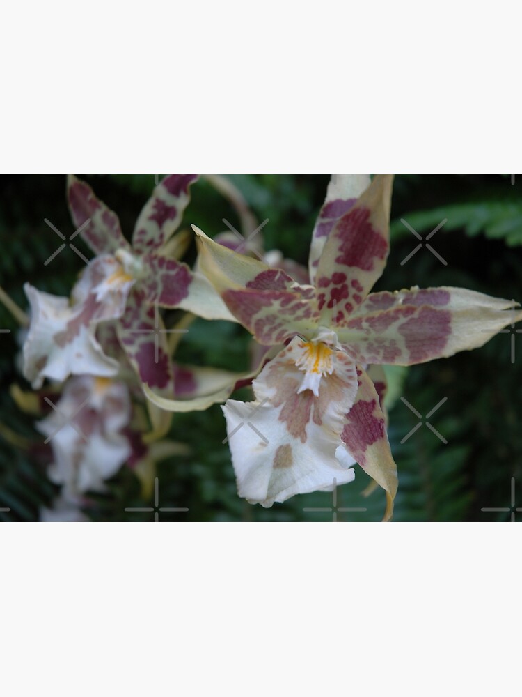 "Dancing Lady Orchid (Kandyan Dancer Orchid) (Oncidium sphacelatum ...