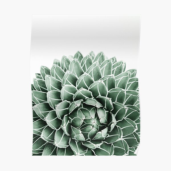 "Succulent splendour" Poster by galeswitzer | Redbubble