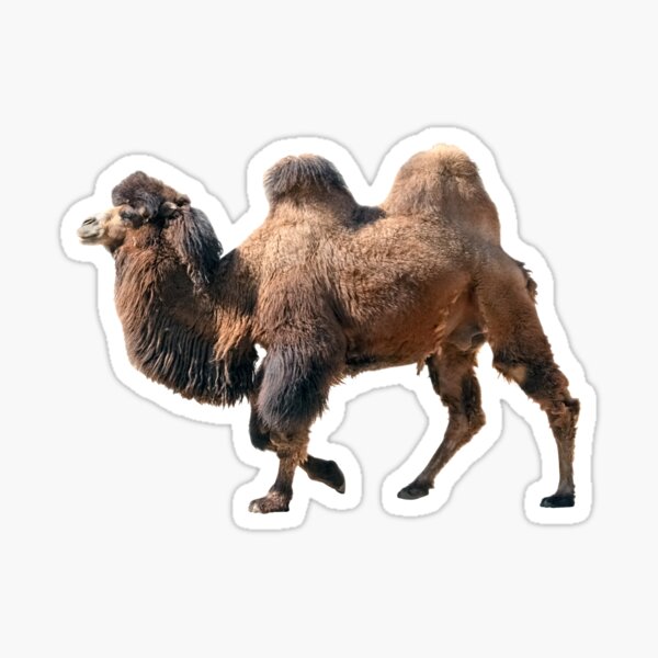 " Bactrian camel" Sticker for Sale by EndangeredFotos | Redbubble