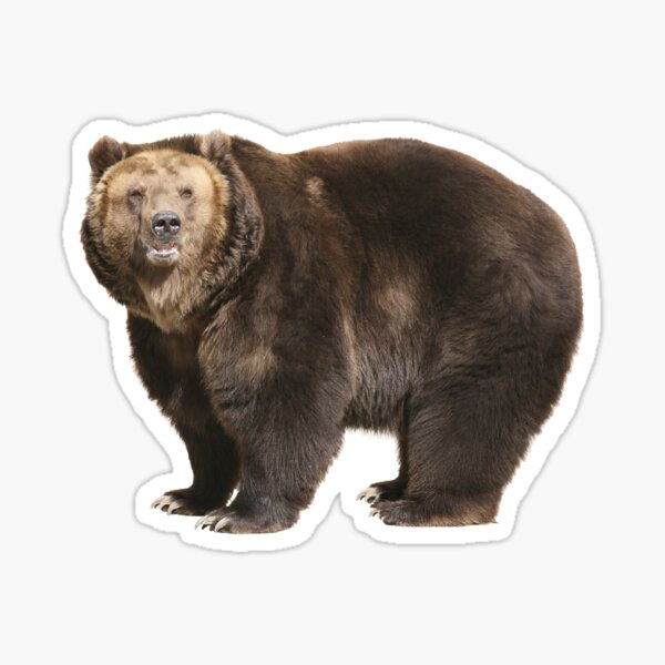 "Brown Bear" Sticker for Sale by EndangeredFotos | Redbubble