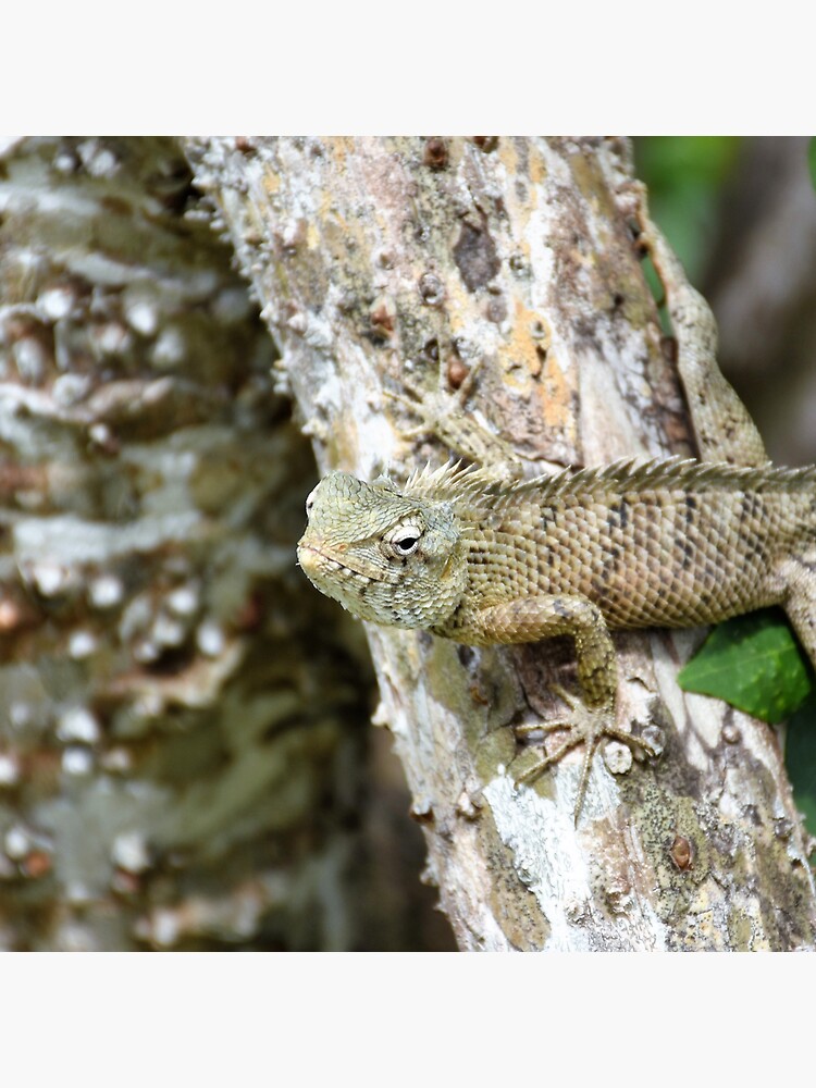 "Cute Lizard Camouflage on a tree branch" Sticker for Sale by mark ...