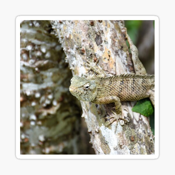 "Cute Lizard Camouflage on a tree branch" Sticker for Sale by mark ...