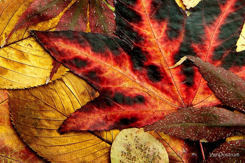 "Autumn Rust 2017" by VanOostrum | Redbubble