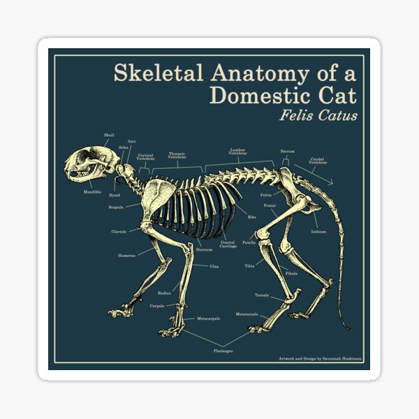 "Cat Skeleton Poster" Sticker for Sale by Savannah Hoskinson | Redbubble