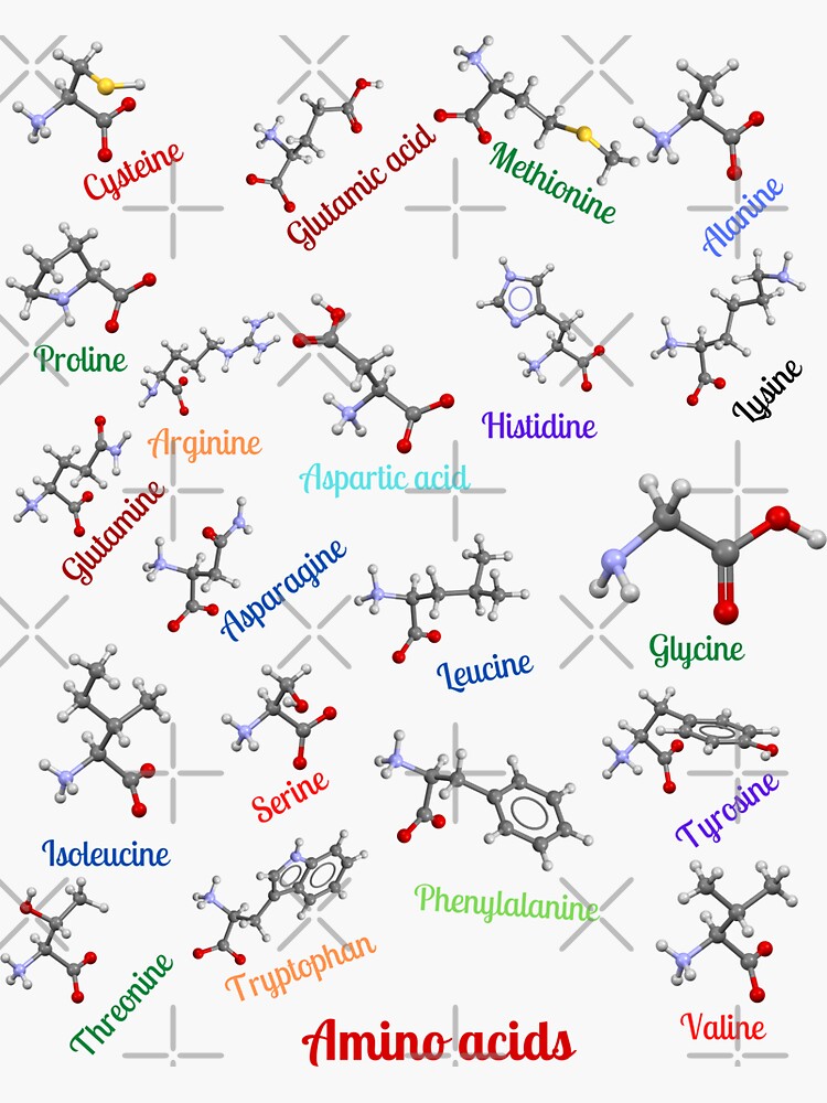 "Colorful Amino acids 3d model in ball and sticks" Sticker for Sale by ...
