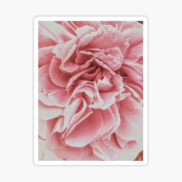 "Pastel Ruffles" Sticker for Sale by MagentaOrchid | Redbubble