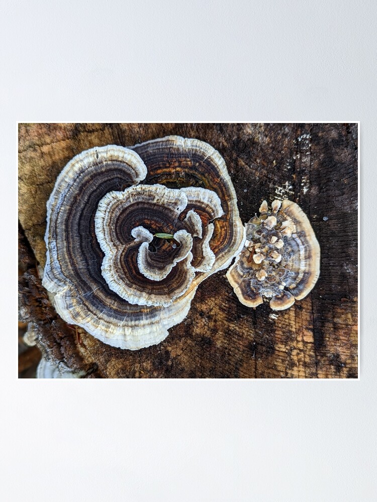 "A tale of two turkey tails" Poster for Sale by Meaghan-wanders | Redbubble