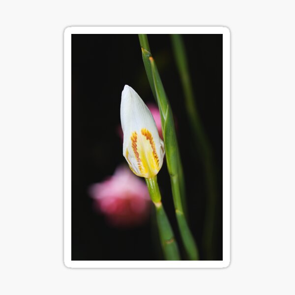 "White Iris Bud Lush " Sticker for Sale by bubbleblue | Redbubble