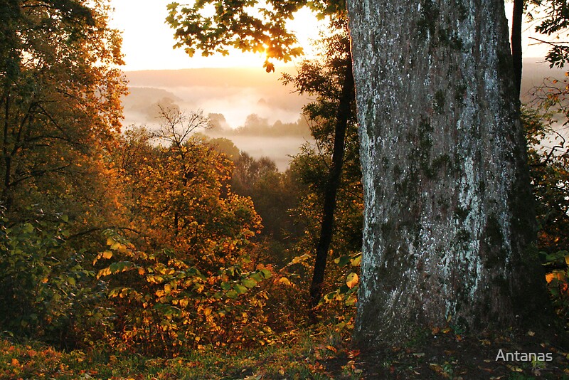 "The autumn fog (LITHUANIA)" by Antanas | Redbubble