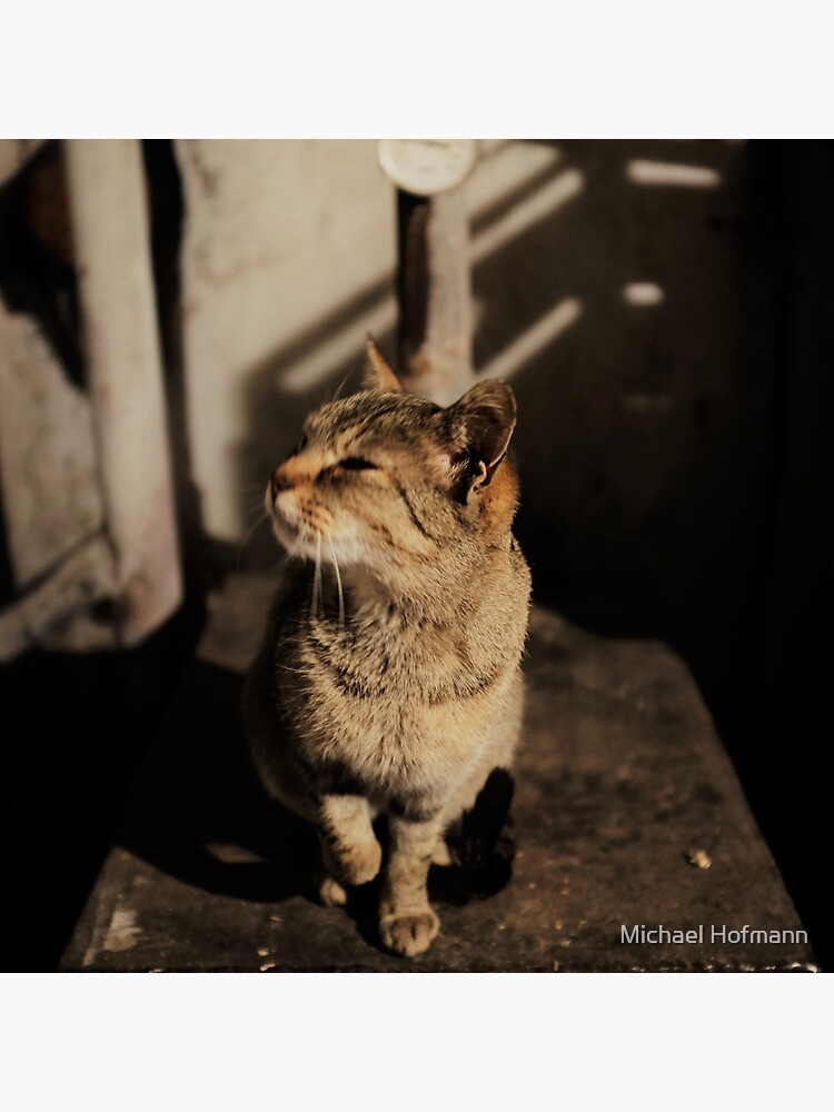 "Mia the cat II" Poster for Sale by Mows | Redbubble