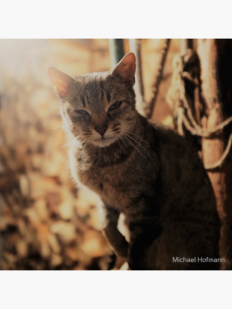 "Mia the cat V" Poster for Sale by Mows | Redbubble
