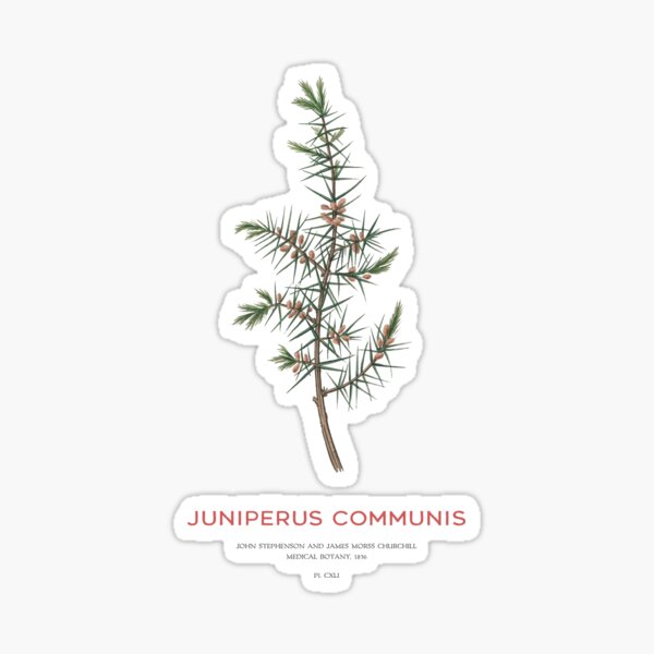 "Juniper or Juniperus Communis" Sticker for Sale by Vintagrafica ...