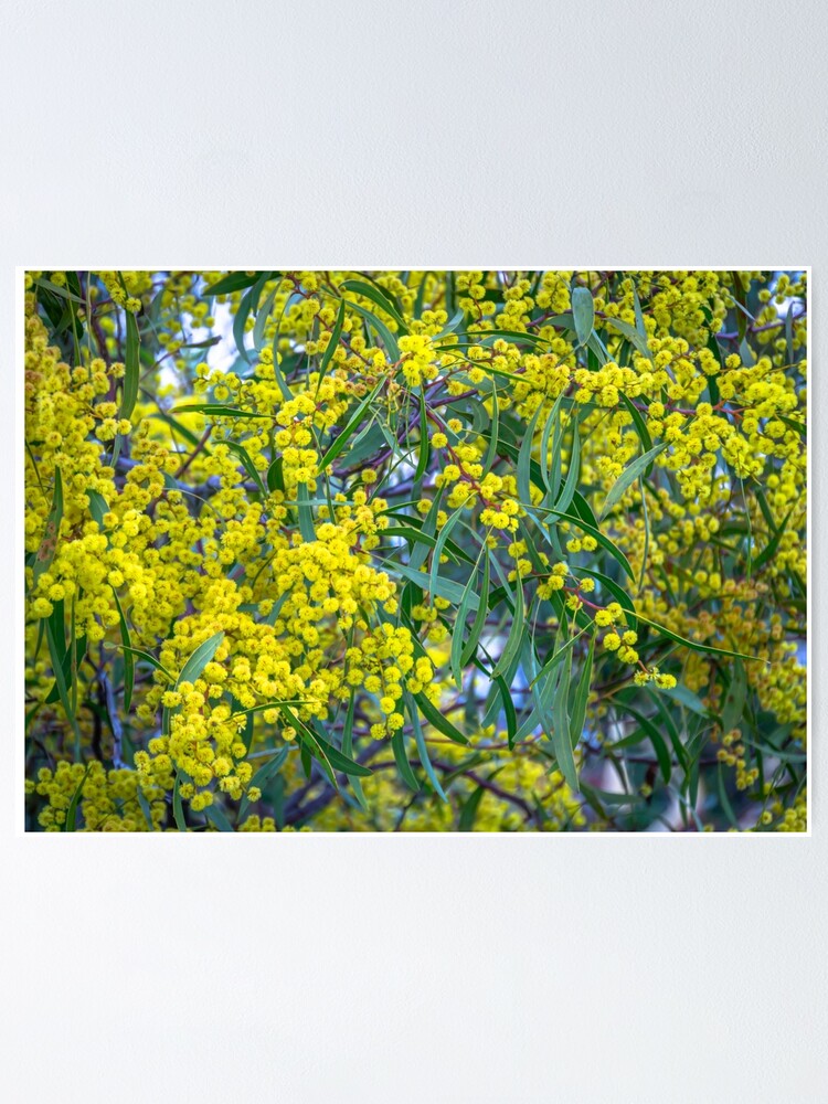 "Golden Wattle and Gum Leaves" Poster for Sale by sjphotocomau | Redbubble