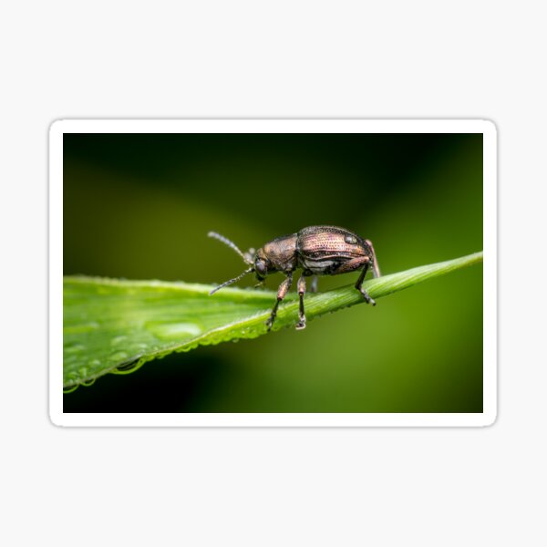 "A metallic leaf beetle (Nodina sp) on a leaf with morning dew" Sticker ...