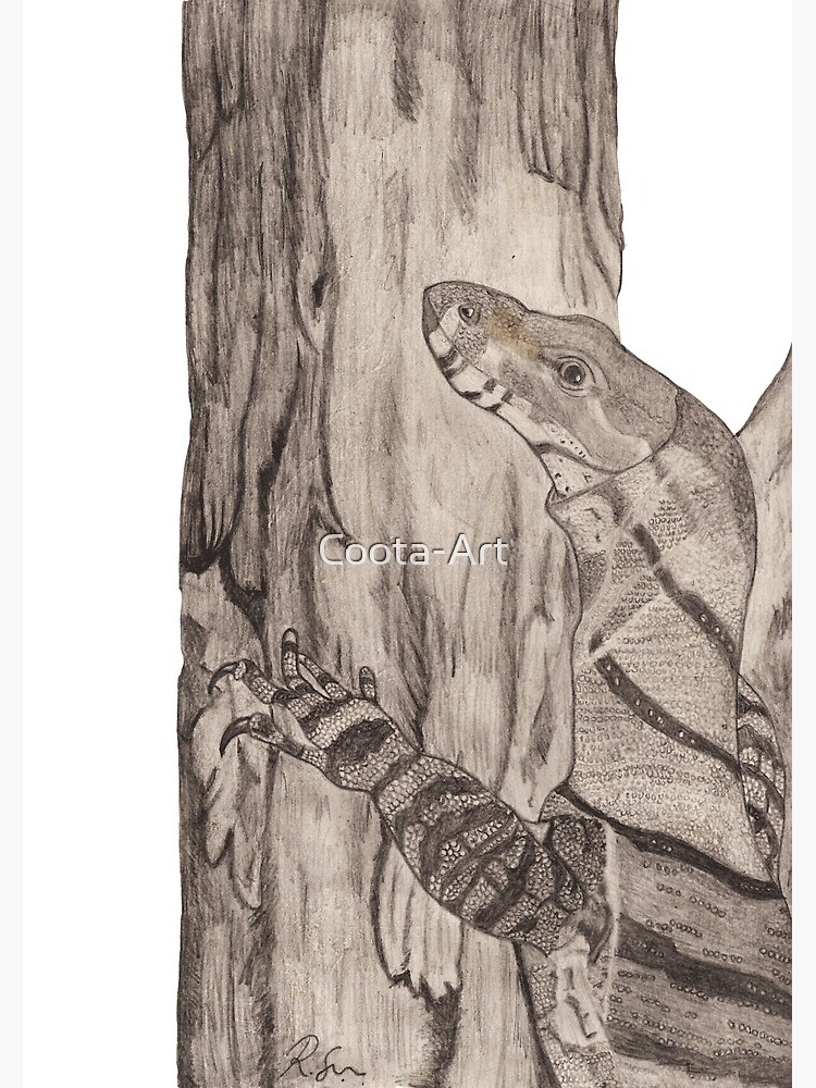 Goanna Art Print For Sale By Coota Art Redbubble