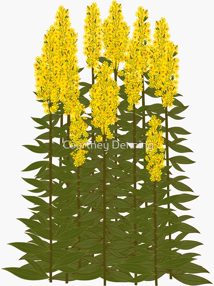 "Showy Goldenrod (Solidago speciosa)" Sticker for Sale by thisohiolife ...