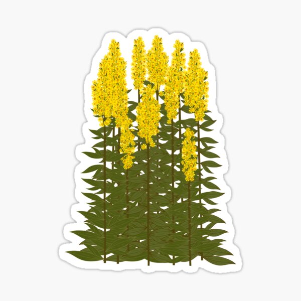 "Showy Goldenrod (Solidago speciosa)" Sticker for Sale by thisohiolife ...
