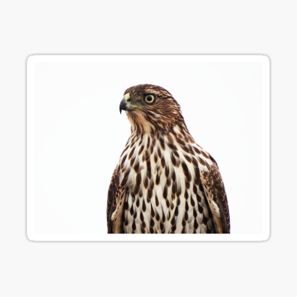 "Cooper's Hawk" Sticker for Sale by LaserCat360 | Redbubble