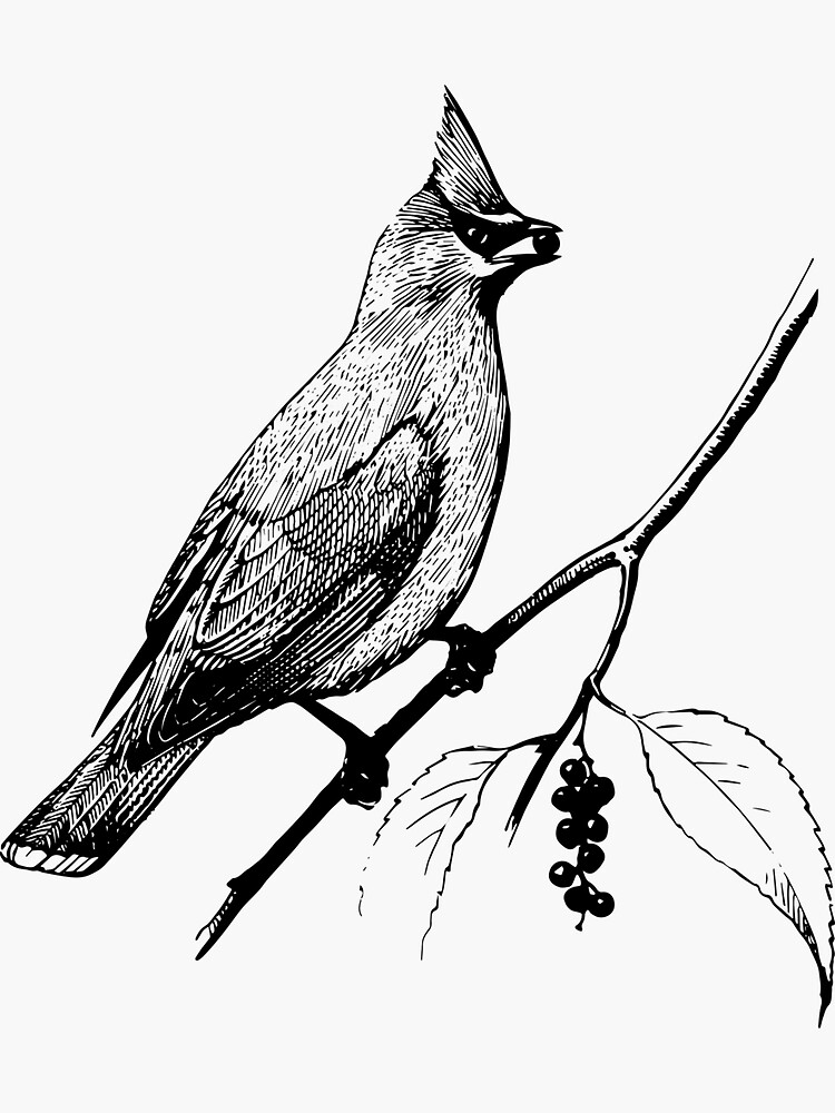 "Cedar Waxwing, 1965 - Vintage" Sticker for Sale by Sarah-Leonard ...