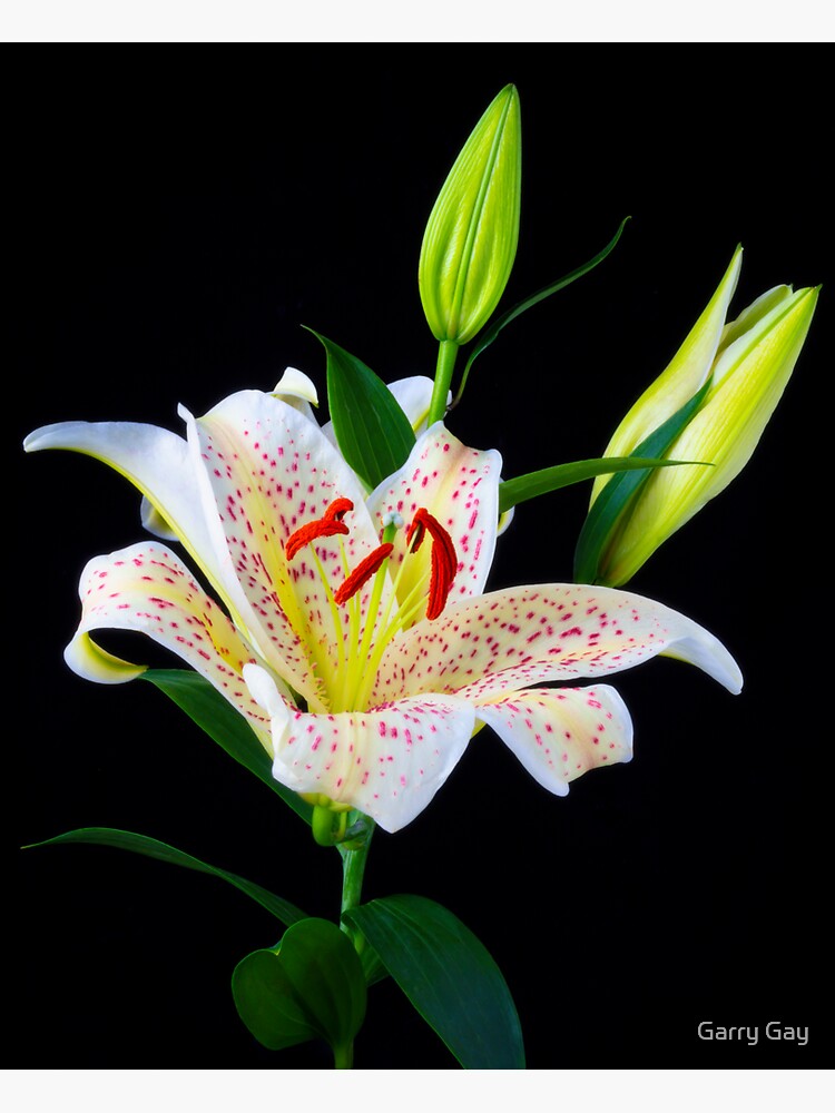 "Lovely Sonata Three Stem lily" Sticker for Sale by photogarry | Redbubble