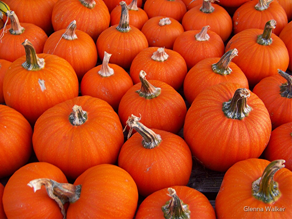 "The Punkin' Patch" by Glenna Walker | Redbubble