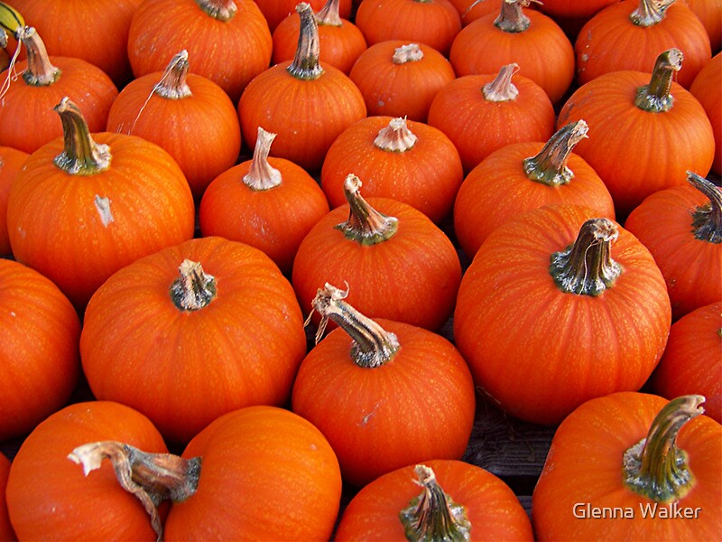 "The Punkin' Patch" by Glenna Walker | Redbubble
