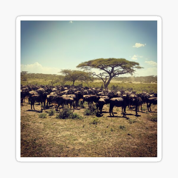"Herd of Wildebeest" Sticker for Sale by Tenderchaos | Redbubble
