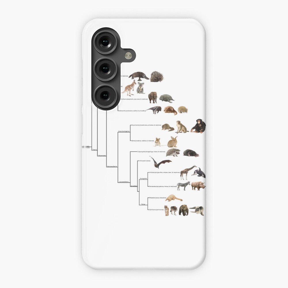 "Mammals Cladogram" Poster for Sale by GraceT26 | Redbubble
