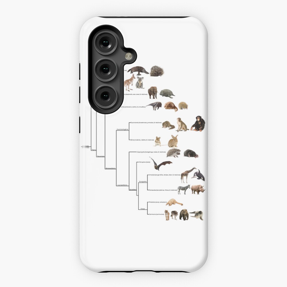 "Mammals Cladogram" Poster for Sale by GraceT26 | Redbubble
