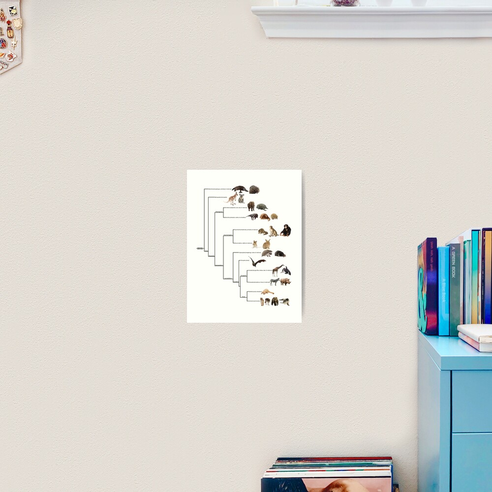 "Mammals Cladogram" Poster for Sale by GraceT26 | Redbubble