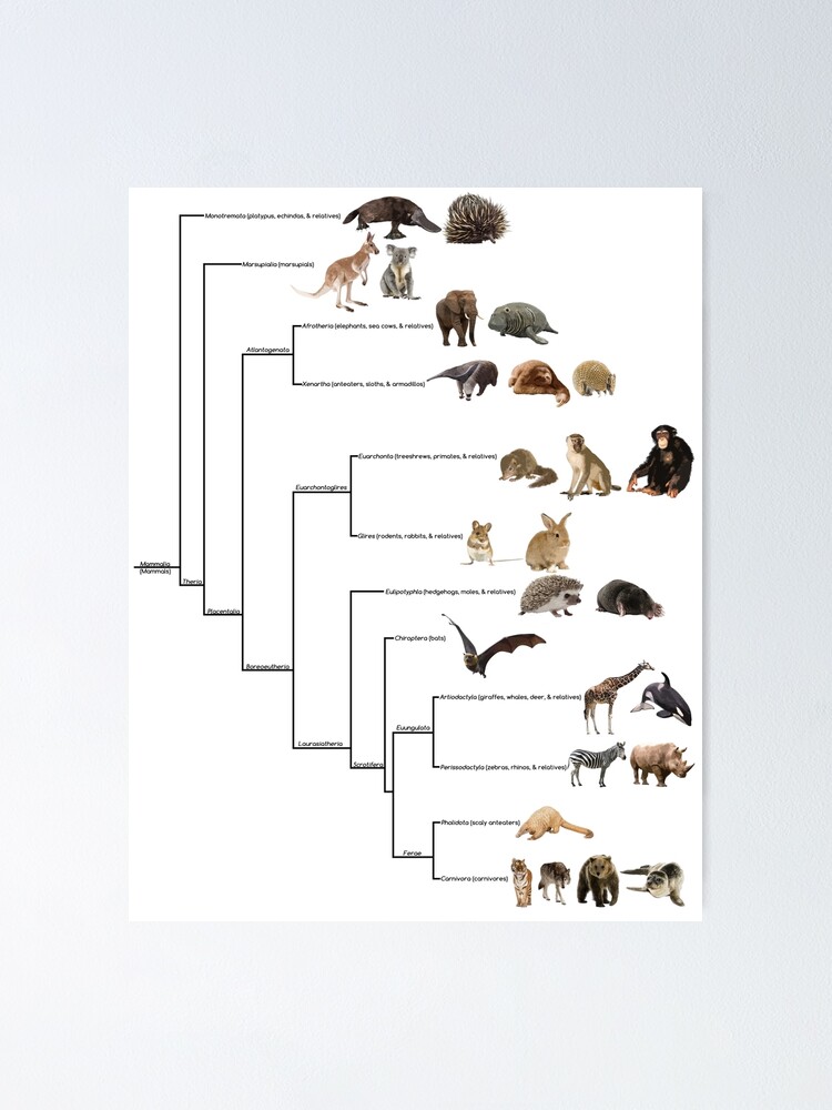 Mammal Cladogram