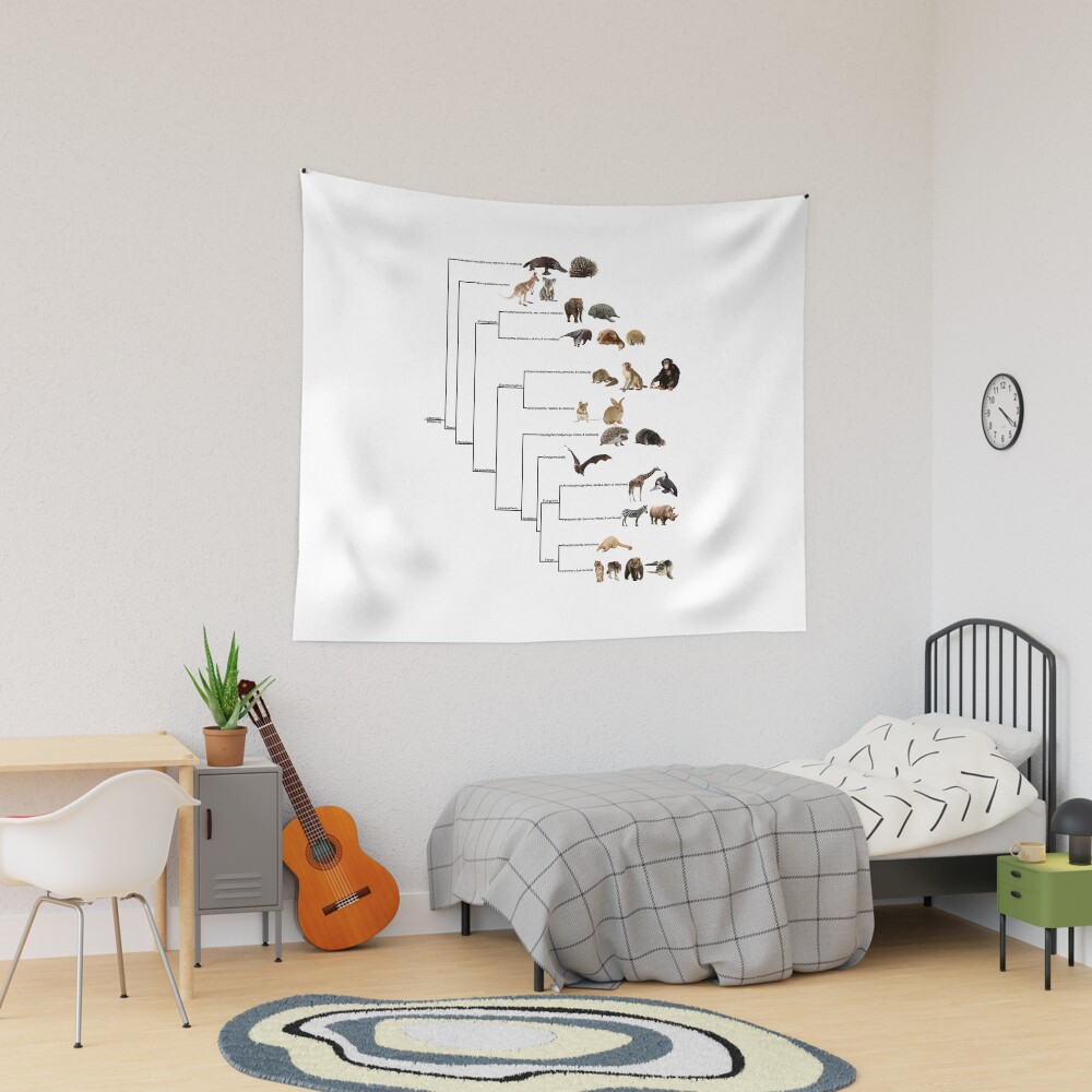 "Mammals Cladogram" Poster for Sale by GraceT26 | Redbubble
