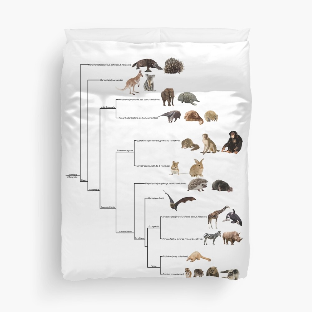 "Mammals Cladogram" Sticker for Sale by GraceT26 | Redbubble