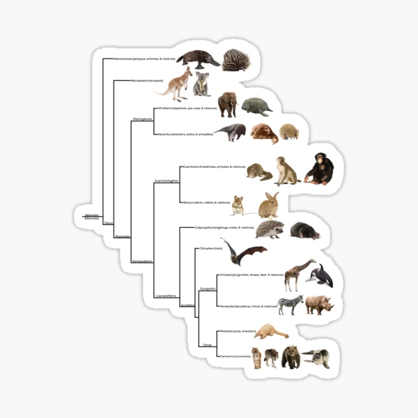 Mammal Cladogram