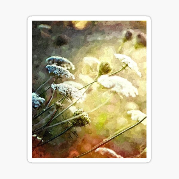 "Queen Anne's Lace" Sticker for Sale by Rusty-Gate98 | Redbubble