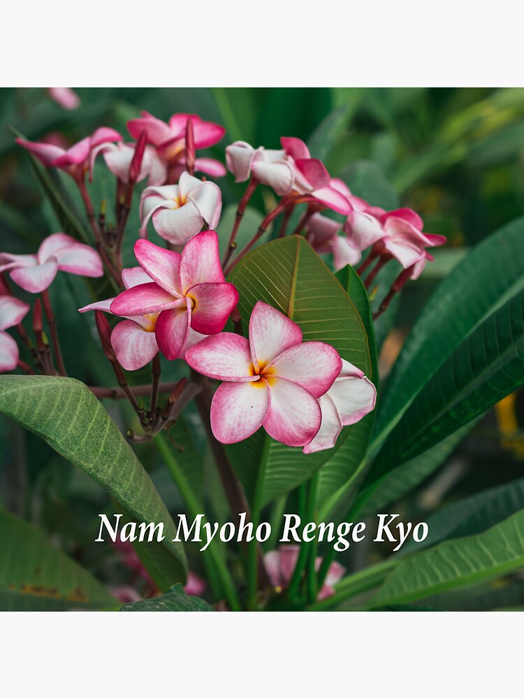 "Nam Myoho Renge Kyo Flowers" Sticker for Sale by GDMcreative | Redbubble